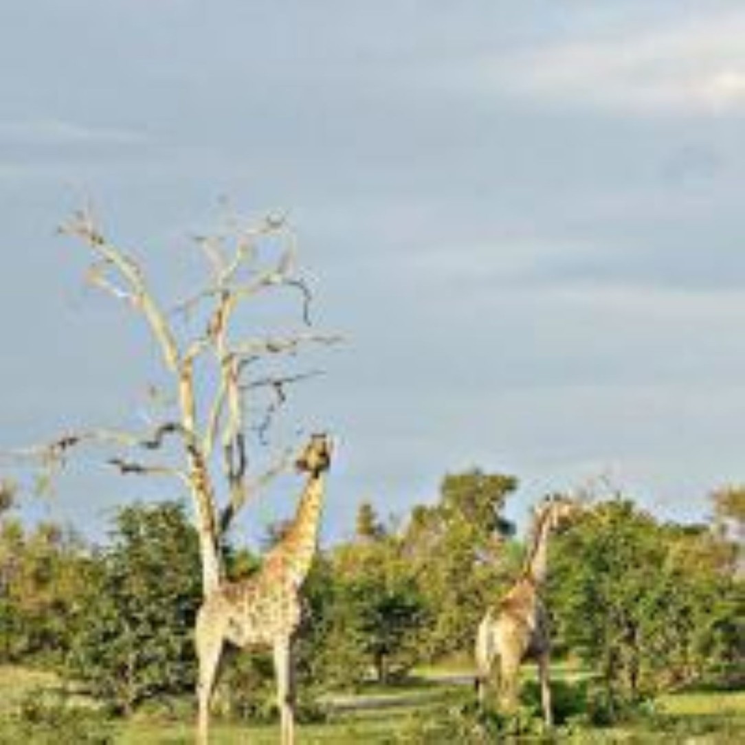 Kwalape Safari Lodge – Unlimited Luxury Homes